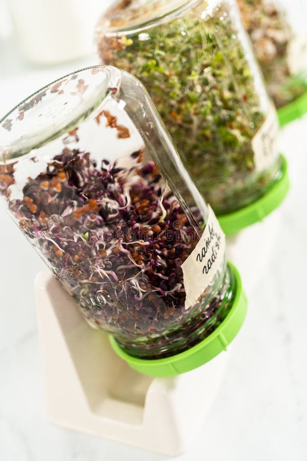 Growing sprouts in a jar stock image. Image of vegetable - 259651243