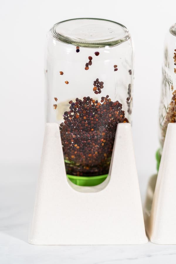 Growing sprouts in a jar stock photo. Image of garden - 261581648