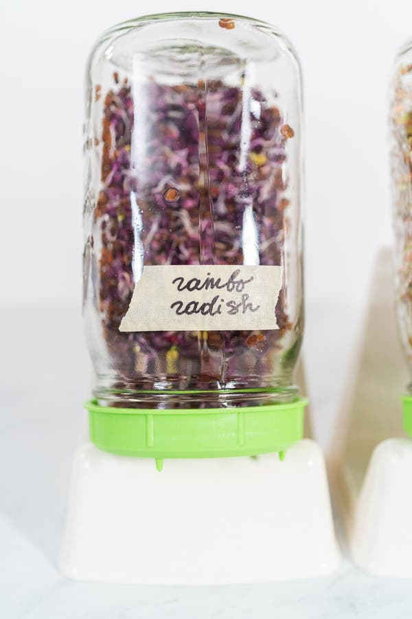 Growing sprouts in a jar stock image. Image of vegetable - 261583149