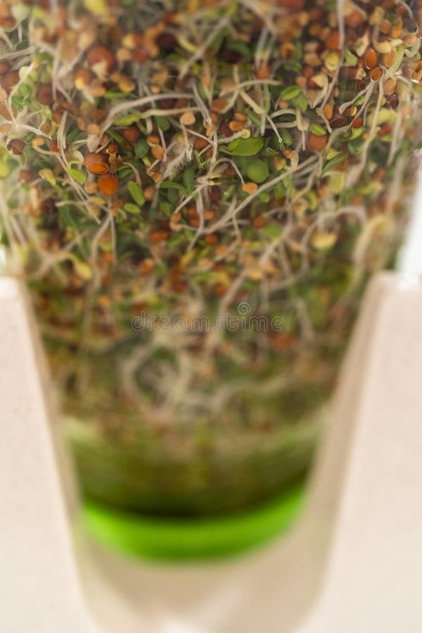Growing sprouts in a jar stock image. Image of organic - 261586973