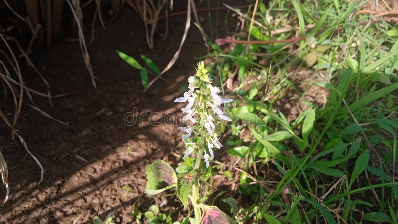 A Growing Spurflower in the Meadow Stock Image - Image of food, produce ...