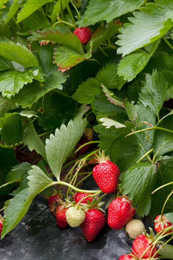 Growing strawberries stock image. Image of nutrition - 25153747