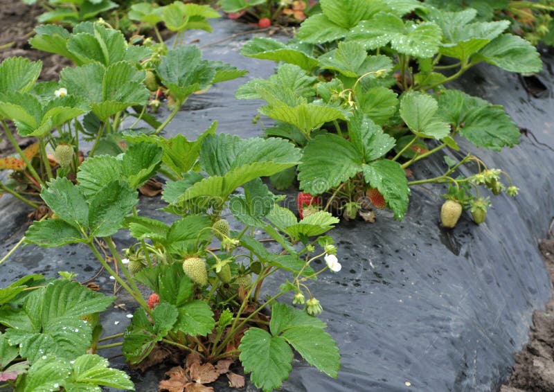 Growing Strawberries Using Black Film Stock Image - Image of closeup ...