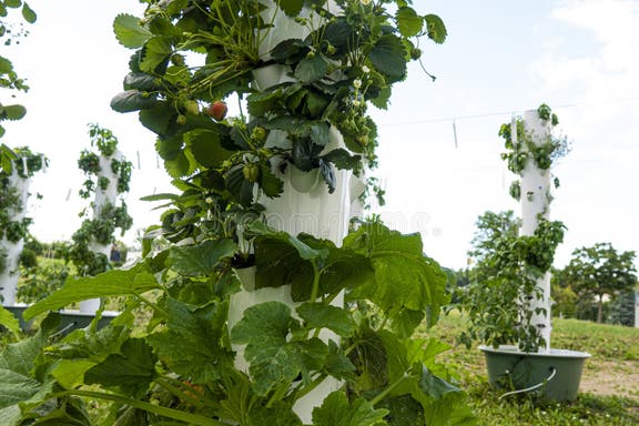 Growing Strawberries Using a Soilless Method Hydroponics Stock Photo ...