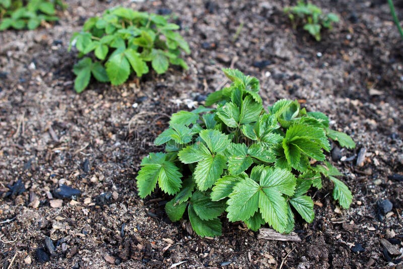 Growing Strawberry, Spring Time Stock Photo - Image of garden, time ...