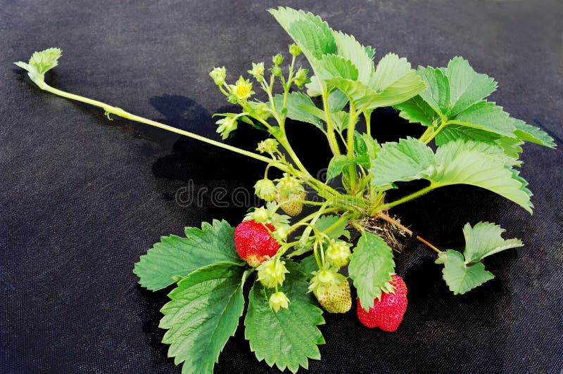 Young strawberry plant stock photo. Image of farm, soil - 5757010