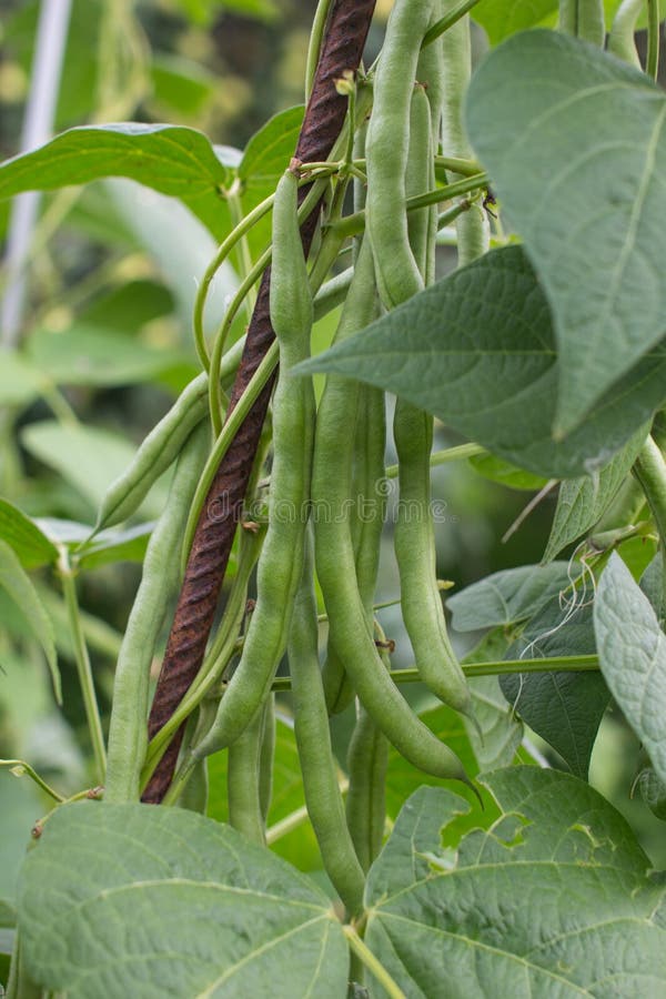A Growing String Bean on a Branch in the Garden. Stock Image - Image of ...