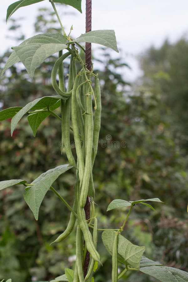 A Growing String Bean on a Branch in the Garden. Stock Photo - Image of ...