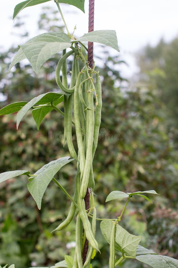 A Growing String Bean on a Branch in the Garden. Stock Photo - Image of ...