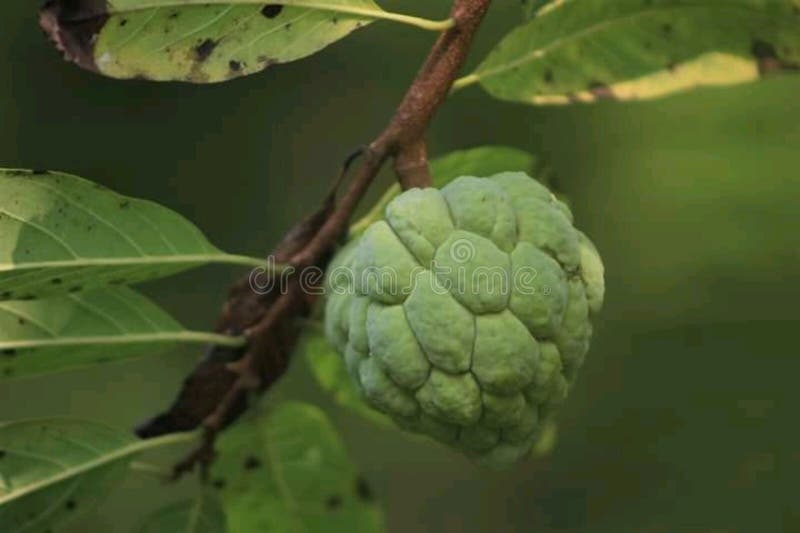 Growing Sugar Apples a Gardener S Guide Stock Photo - Image of herb ...