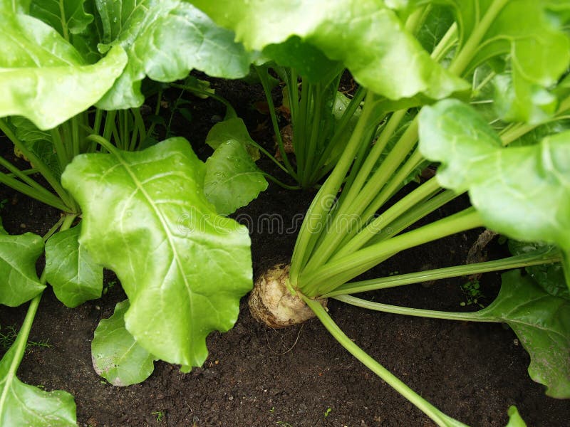 Sugar Beet Root with Leaves on White Background - Isolated Stock Photo ...