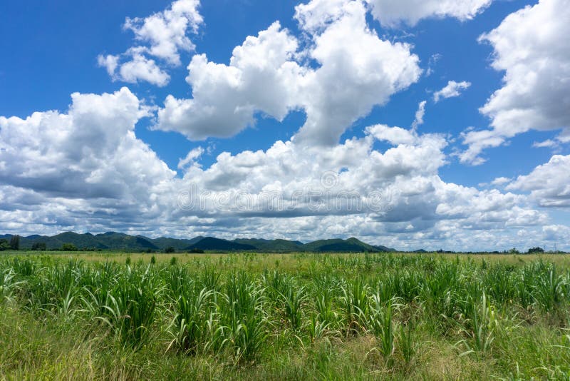 The Growing Sugar Cane is a Perfect Tree. Stock Image - Image of bush ...