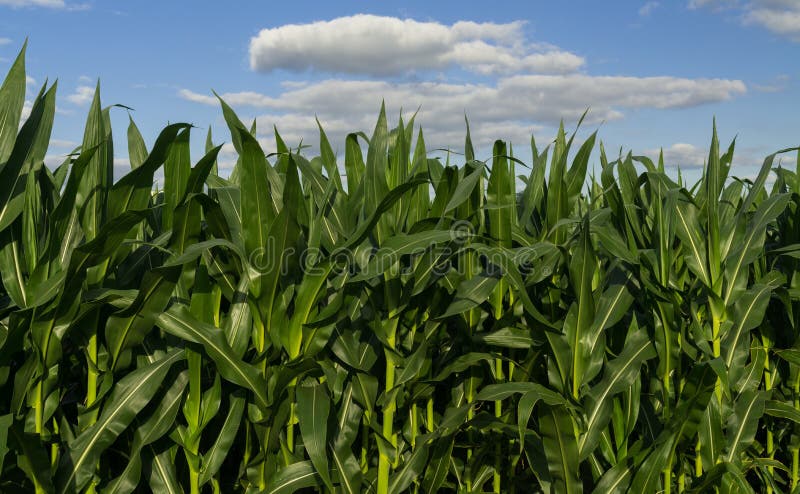 Growing Corn Stock Photos - Download 24,290 Royalty Free Photos