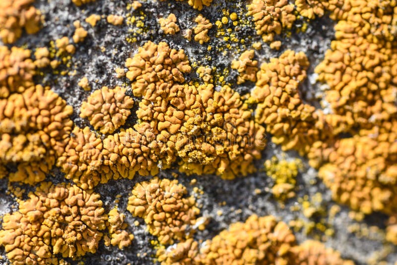 Growing on the Surface of Yellow Mold Stock Image - Image of danger ...