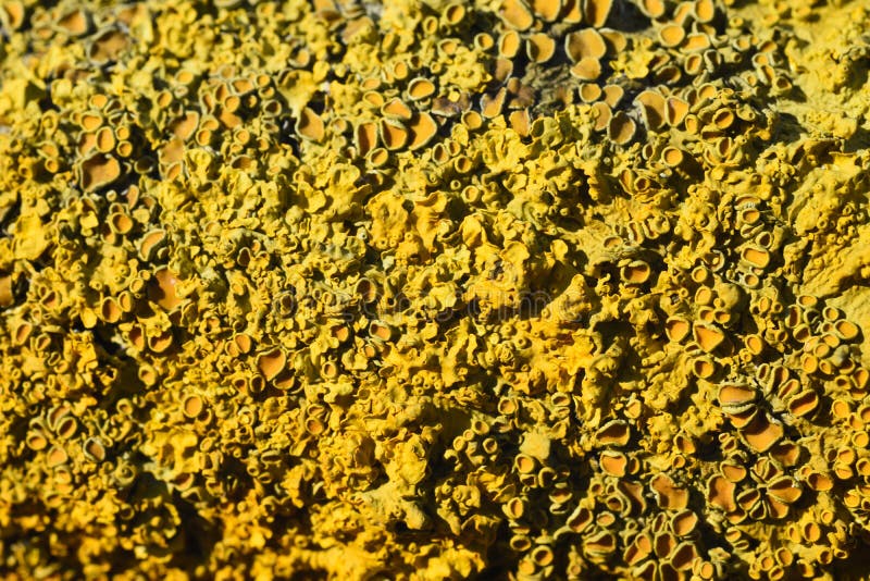 Growing on the Surface of Yellow Mold Stock Photo - Image of black ...