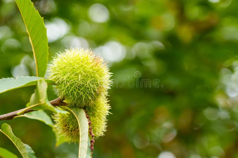 Growing Sweet Chestnut Fruit with Green Thorn Shell on a Branch Stock ...