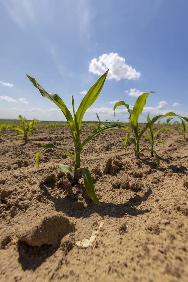 Growing Sweet Corn in Eastern Europe Against a Blue Sky Stock Photo ...