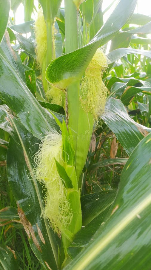 Growing Sweet Corn Plants on the Field Stock Photo - Image of growing ...
