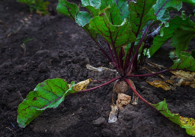 Growing table beet stock image. Image of crop, leaf, root - 98475499