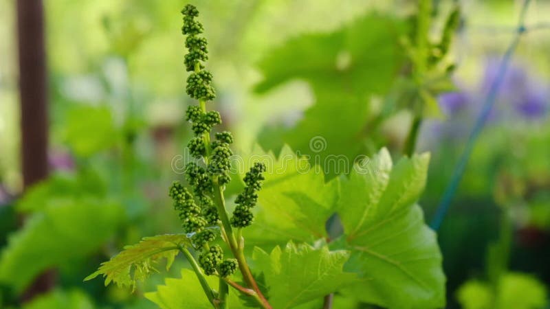 Growing Grapes. Spring Growth and Flowering of the Vine. Stock Video ...