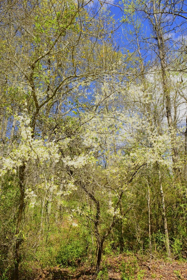 Tree stock photo. Image of bark, southern, growing, flora - 101834392