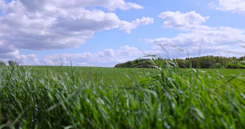 Growing Tall Green Grass on the Side of the Field Stock Video - Video ... Growing Tall Green Grass on the Side of the Field Stock Video - Video ...