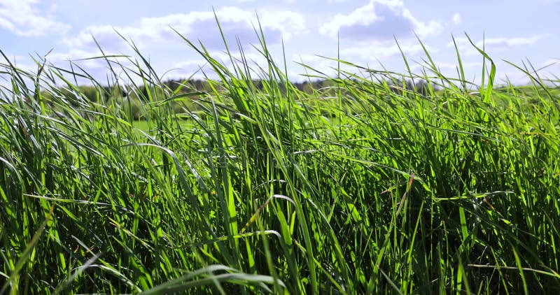 Growing Tall Green Grass on the Side of the Field Stock Video - Video ... Growing Tall Green Grass on the Side of the Field Stock Video - Video ...