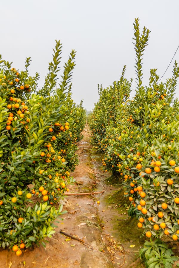 Growing Tangerines stock image. Image of colored, growing - 43524323