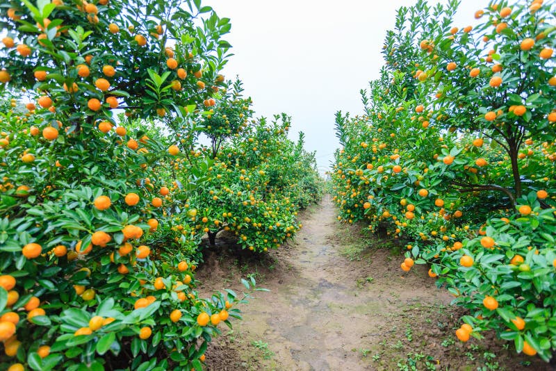 Growing Tangerines stock photo. Image of abundance, hanoi - 83492286
