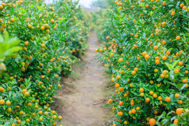 Growing Tangerines stock image. Image of china, flower - 83492431