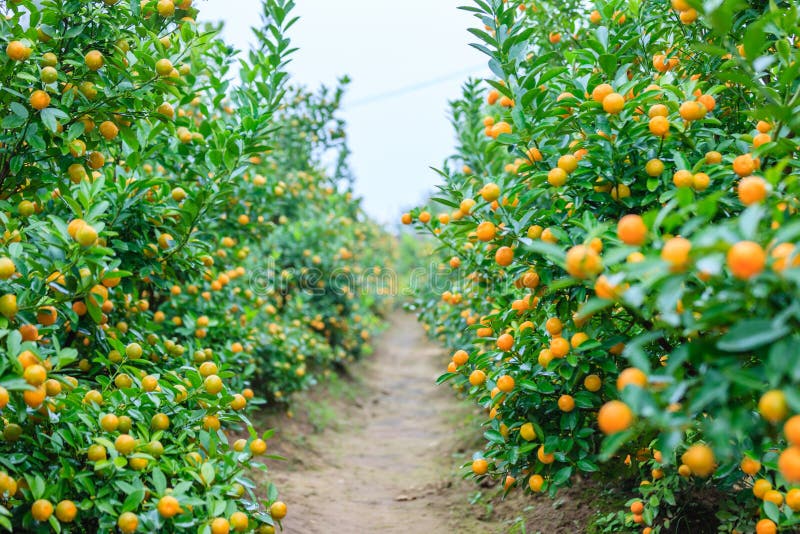 Florida Tangerines stock photo. Image of orange, crop, tropical - 435274