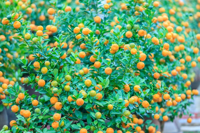 Growing Tangerines stock image. Image of agriculture - 83642069