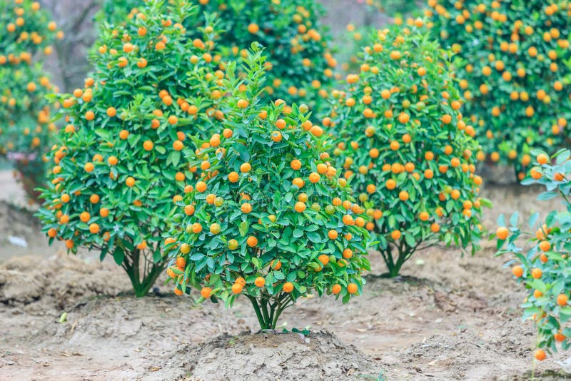 Growing Tangerines stock image. Image of beauty, drink - 83642001