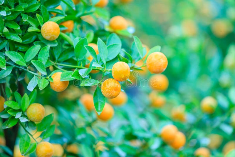 Growing Tangerines stock photo. Image of growth, abundance - 83642028