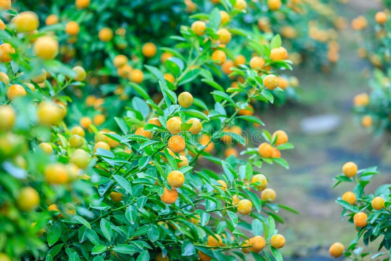 Growing Tangerines stock photo. Image of backgrounds - 83642042