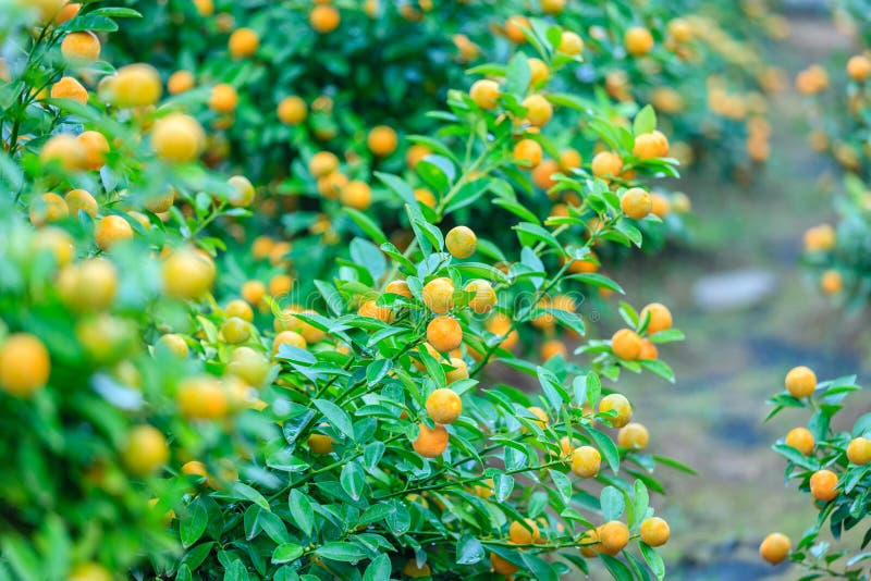 Growing Tangerines stock image. Image of agriculture - 83642069