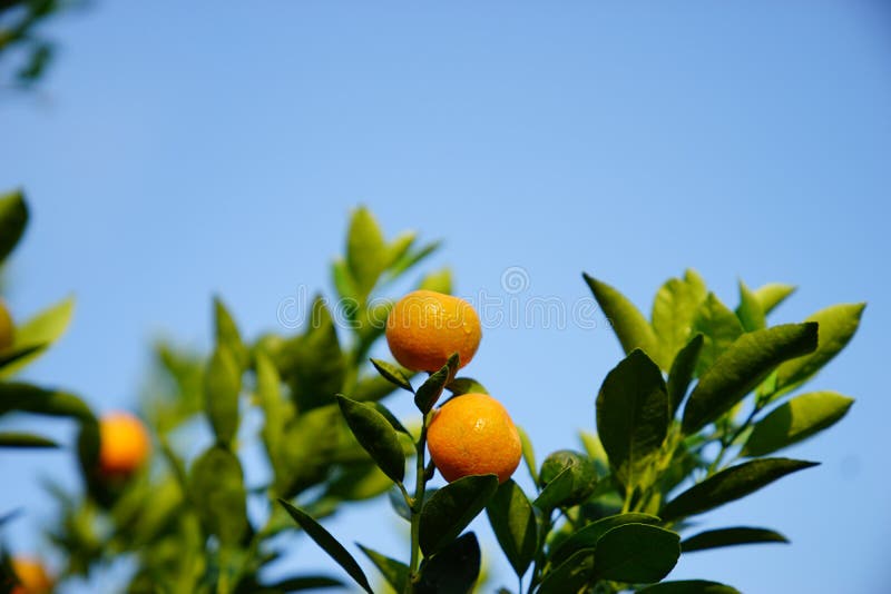 Growing Tangerines stock image. Image of crop, ground - 83702927