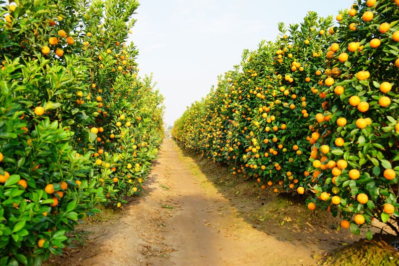 Growing Tangerines stock image. Image of crop, exercising - 83703025