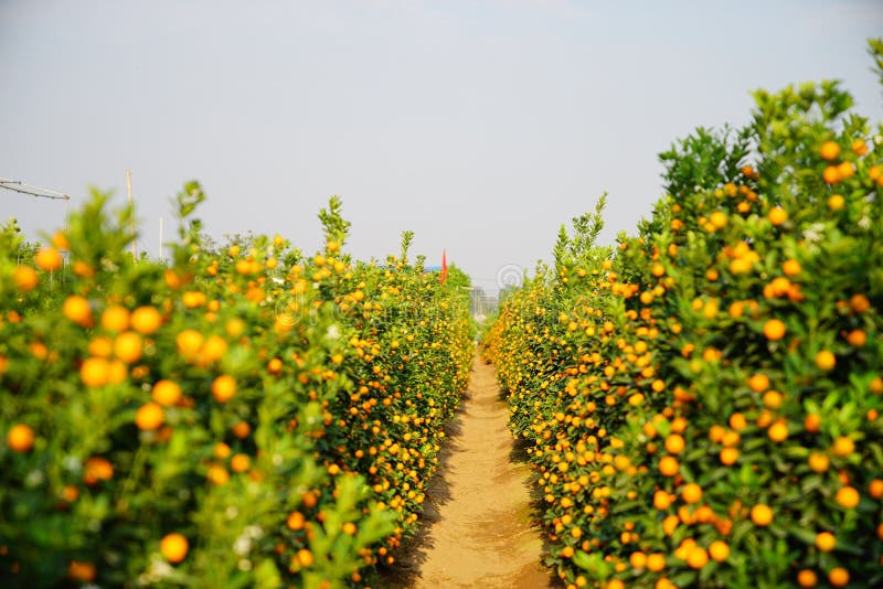 Growing Tangerines stock photo. Image of garden, green - 83703364