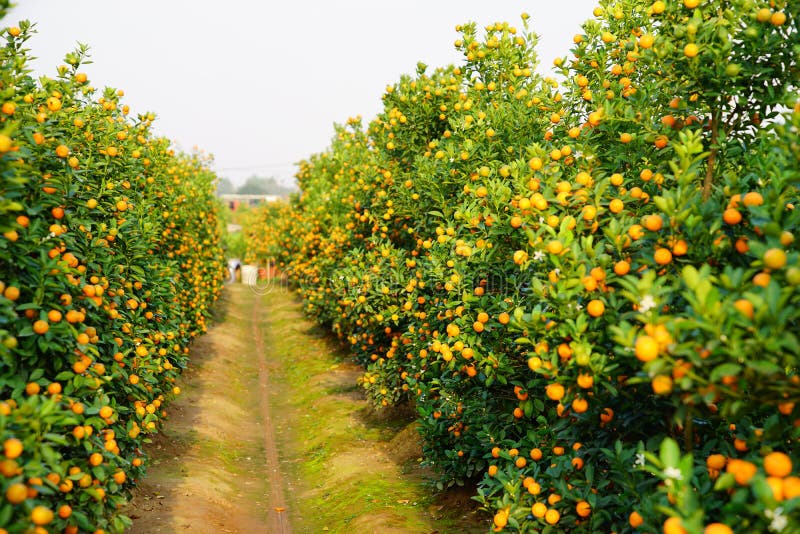 Growing Tangerines stock image. Image of citrus, climate - 83703435