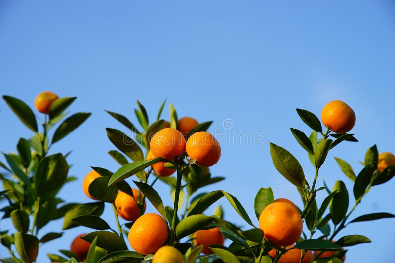 Growing Tangerines stock image. Image of freshness, citrus - 83703693