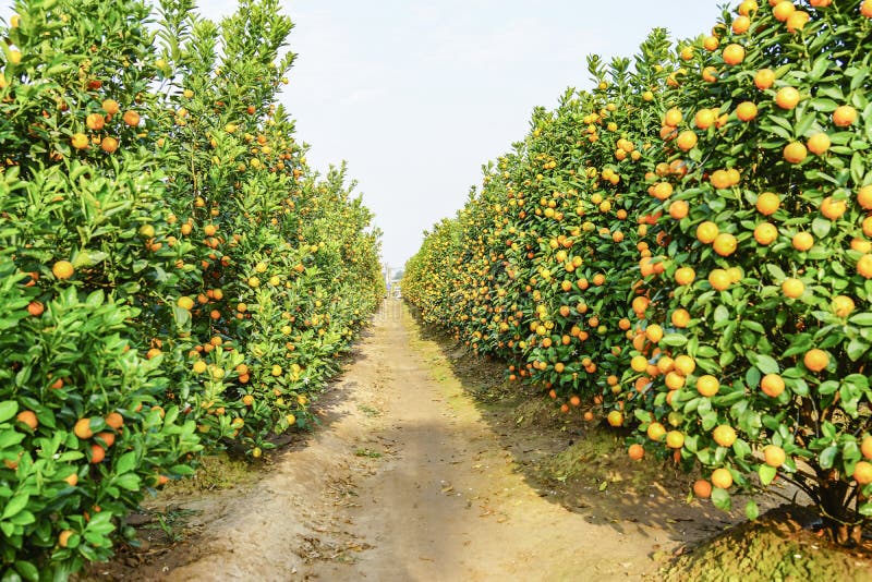 Growing Tangerines at Hanoi Stock Photo - Image of growth, flower: 96260586