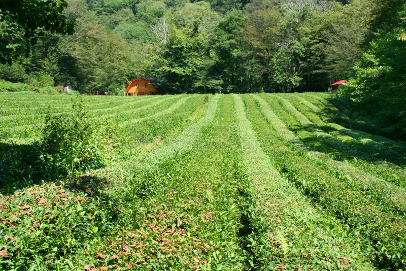 Growing Tea Picture. Image: 6255004