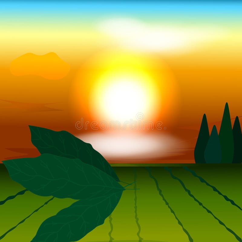 Growing tea plantation stock vector. Illustration of view - 360187094