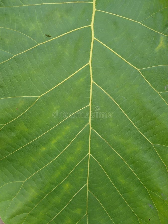 Growing teak tree leaves stock image. Image of environment - 291826451