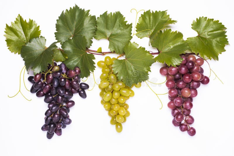 Growing Tendrils with Different Types of Grapes Stock Photo - Image of ...