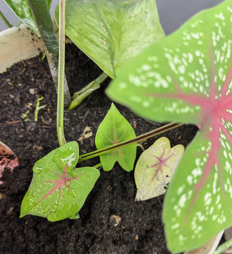 Growing Time for the Many Baby Plants Stock Photo - Image of plants ...