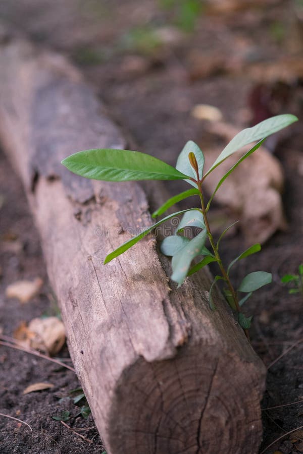 Growing of tiny tree stock image. Image of summer, outdoors - 49282701