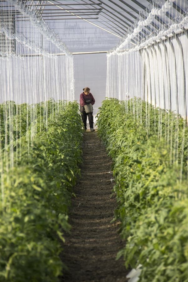 Growing Tomato on an Industrial Scale Editorial Stock Image - Image of ...