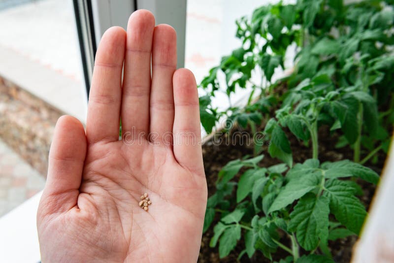 Growing Tomato Seedlings from Seeds in Box on Window at Home. Stock ...
